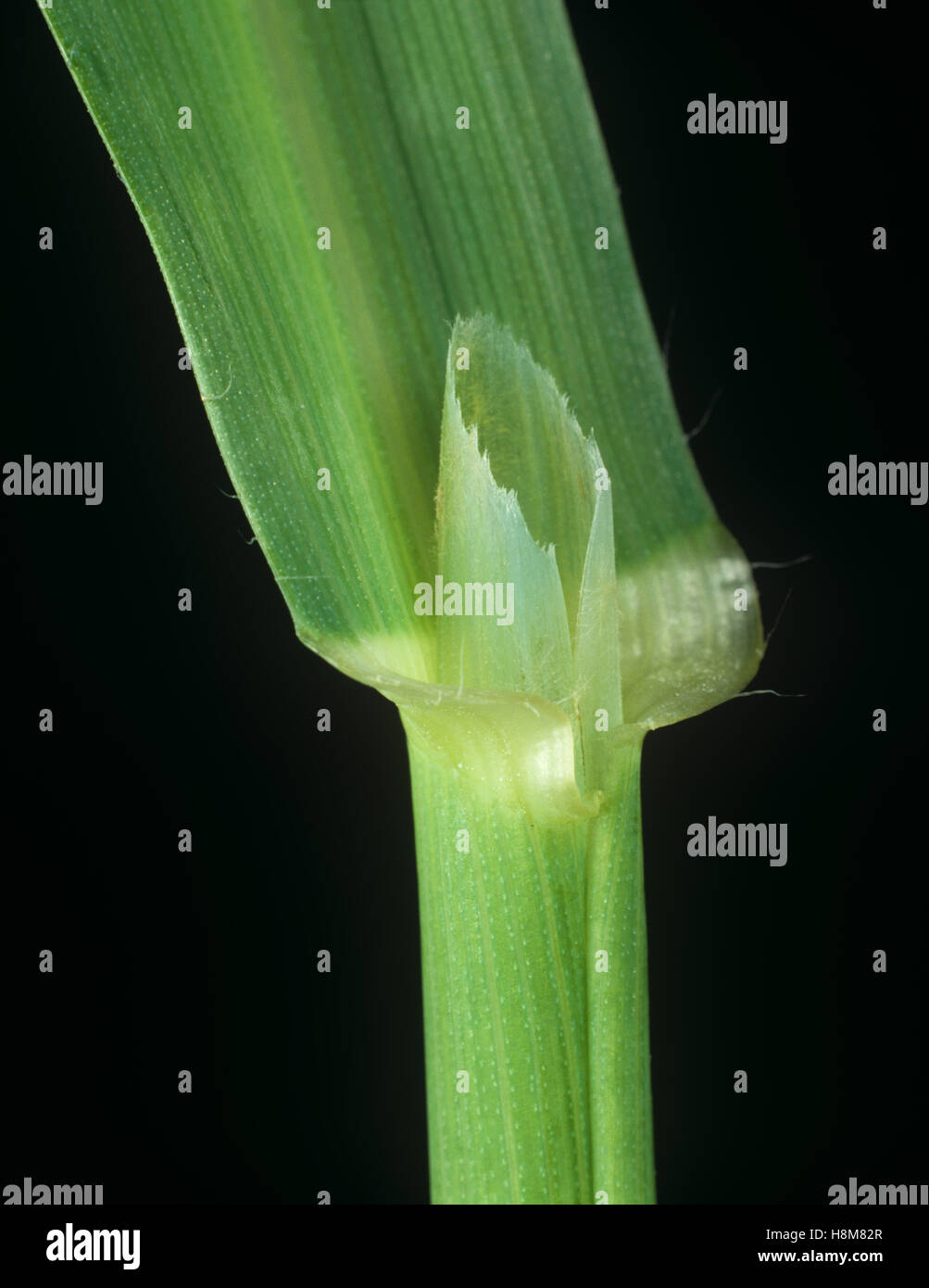 Winter wild oat, Avena sterilis, leaf ligule at the node and leafstalk ...