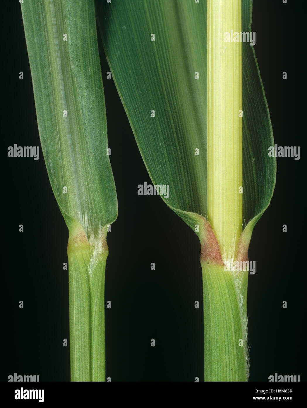 Green foxtail, Setaria viridis, leaf ligule at the node and leafstalk ...