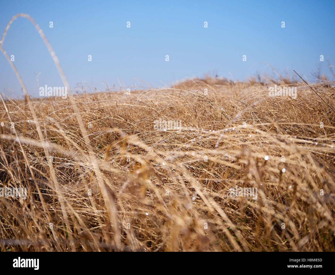 Withered Grass