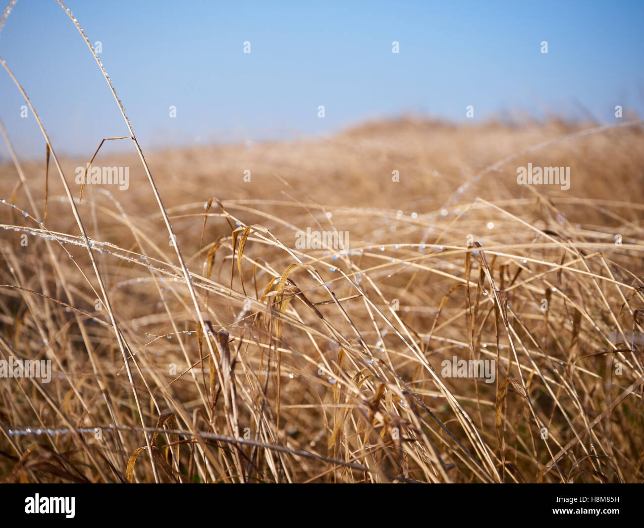 Dewdrops on withering grass Stock Photo - Alamy
