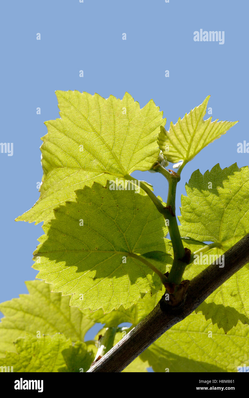 Young vine leaves (Vitis vinifera) backlit against blue sky, light and ...