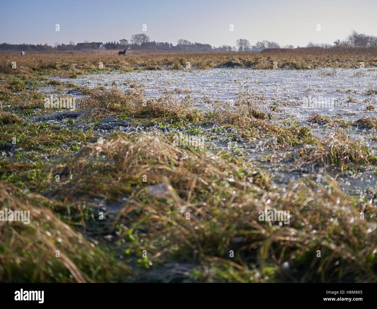 Frozen marsh with horse in background Stock Photo - Alamy