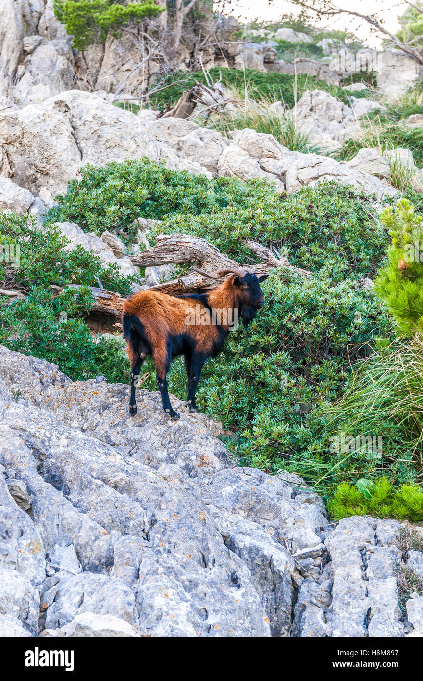 Spanish Wild Goats Stock Photos & Spanish Wild Goats Stock Images - Alamy