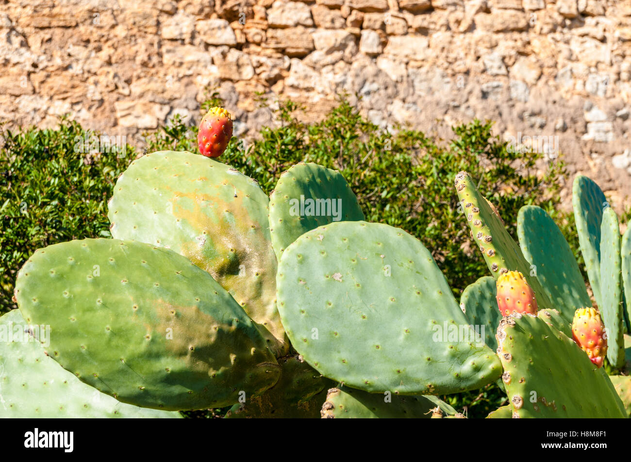 Cactus with cactus fig in front of a stone wall Stock Photo - Alamy