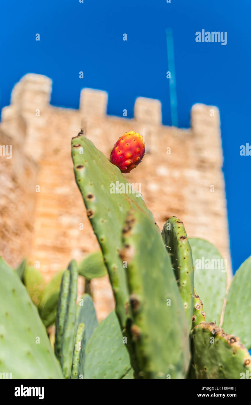 Cactus with cactus figige in front of a historical tower the Castell de ...