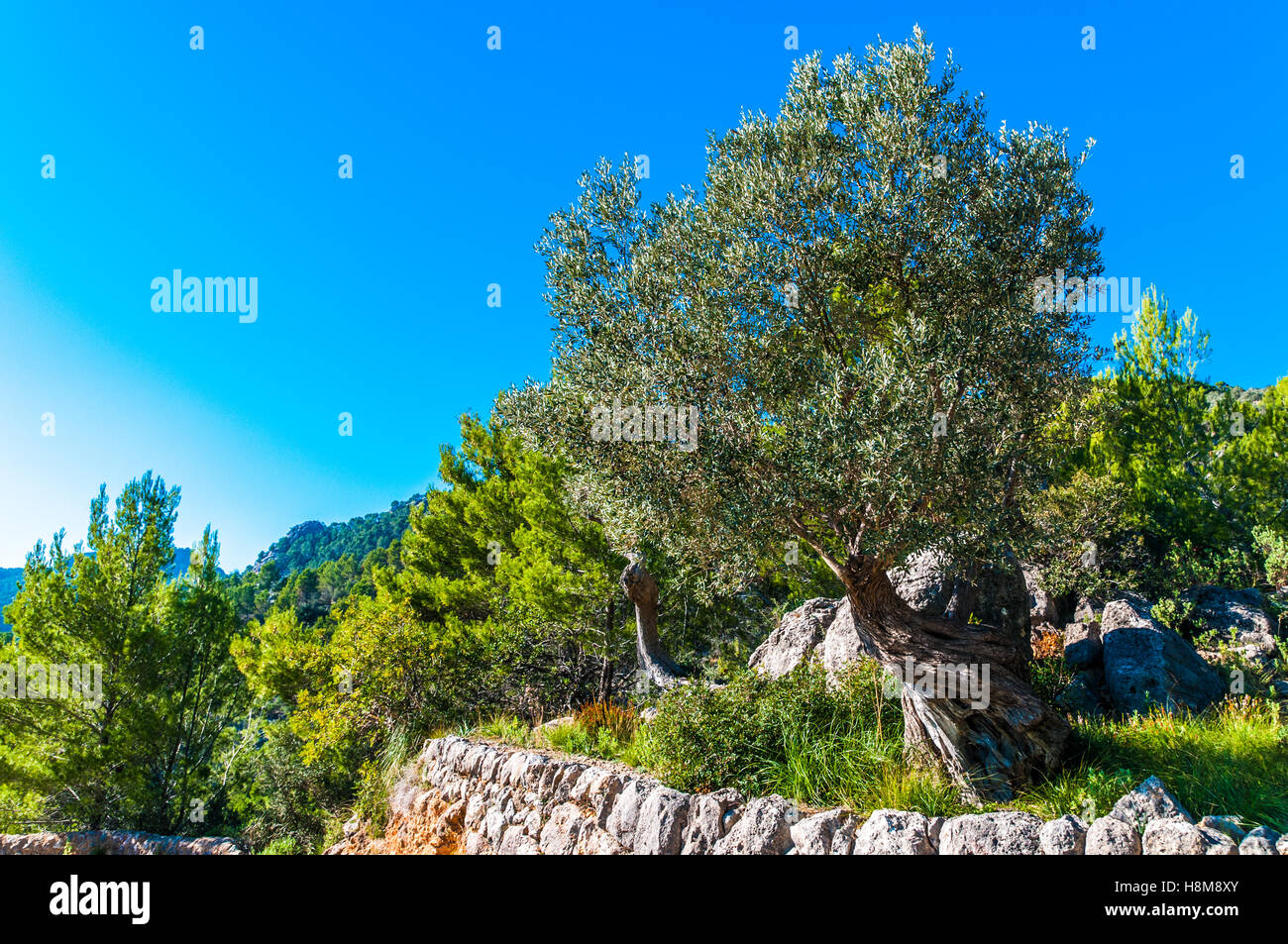 Old olive tree on Majorca Stock Photo - Alamy