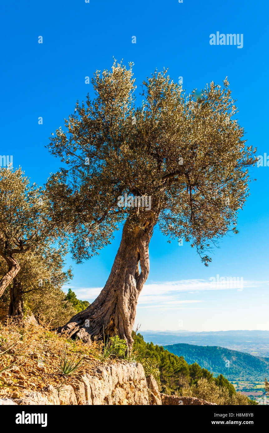 Olive tree majorca hi-res stock photography and images - Alamy