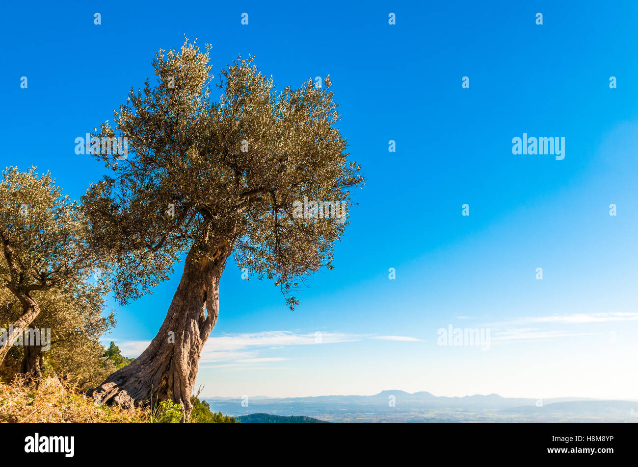Old olive tree on Majorca Stock Photo - Alamy