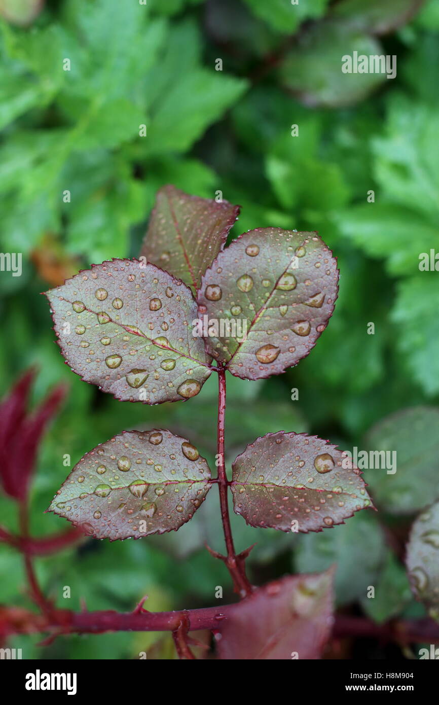 New leaves growing on young hi-res stock photography and images - Alamy