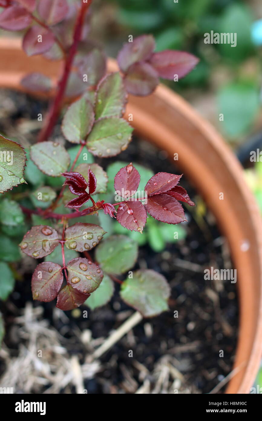 Close up of Young Rose Leaves Stock Photo - Alamy