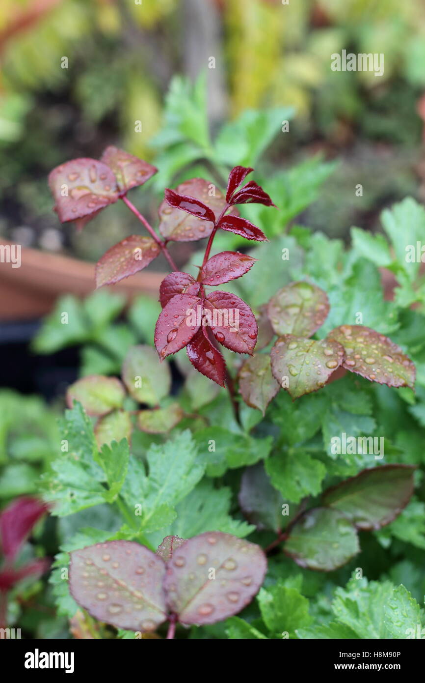 New leaves growing on young hi-res stock photography and images - Alamy