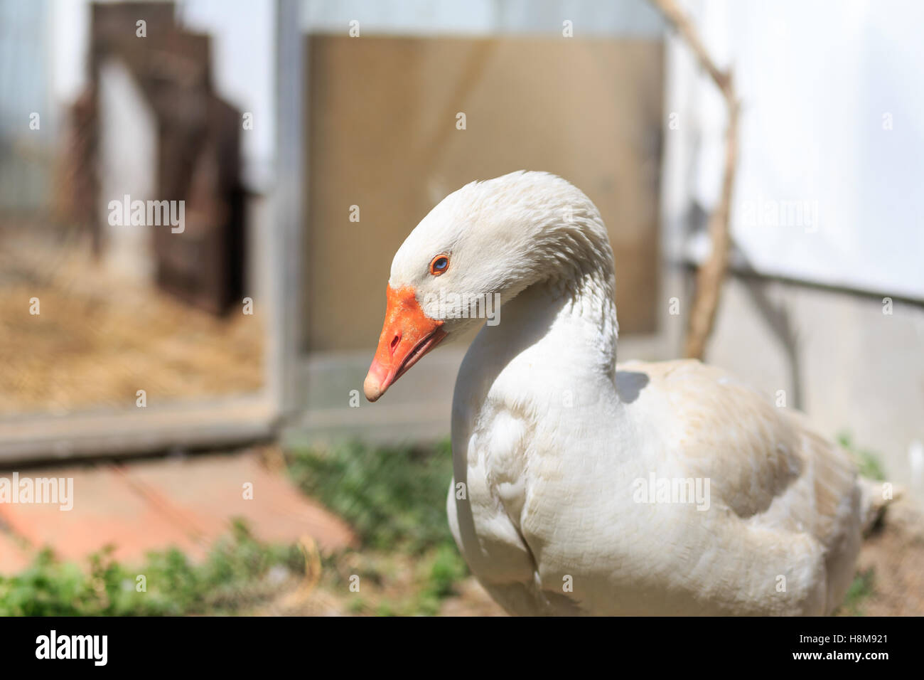 Poultry portrait goose on farm hi-res stock photography and images - Alamy
