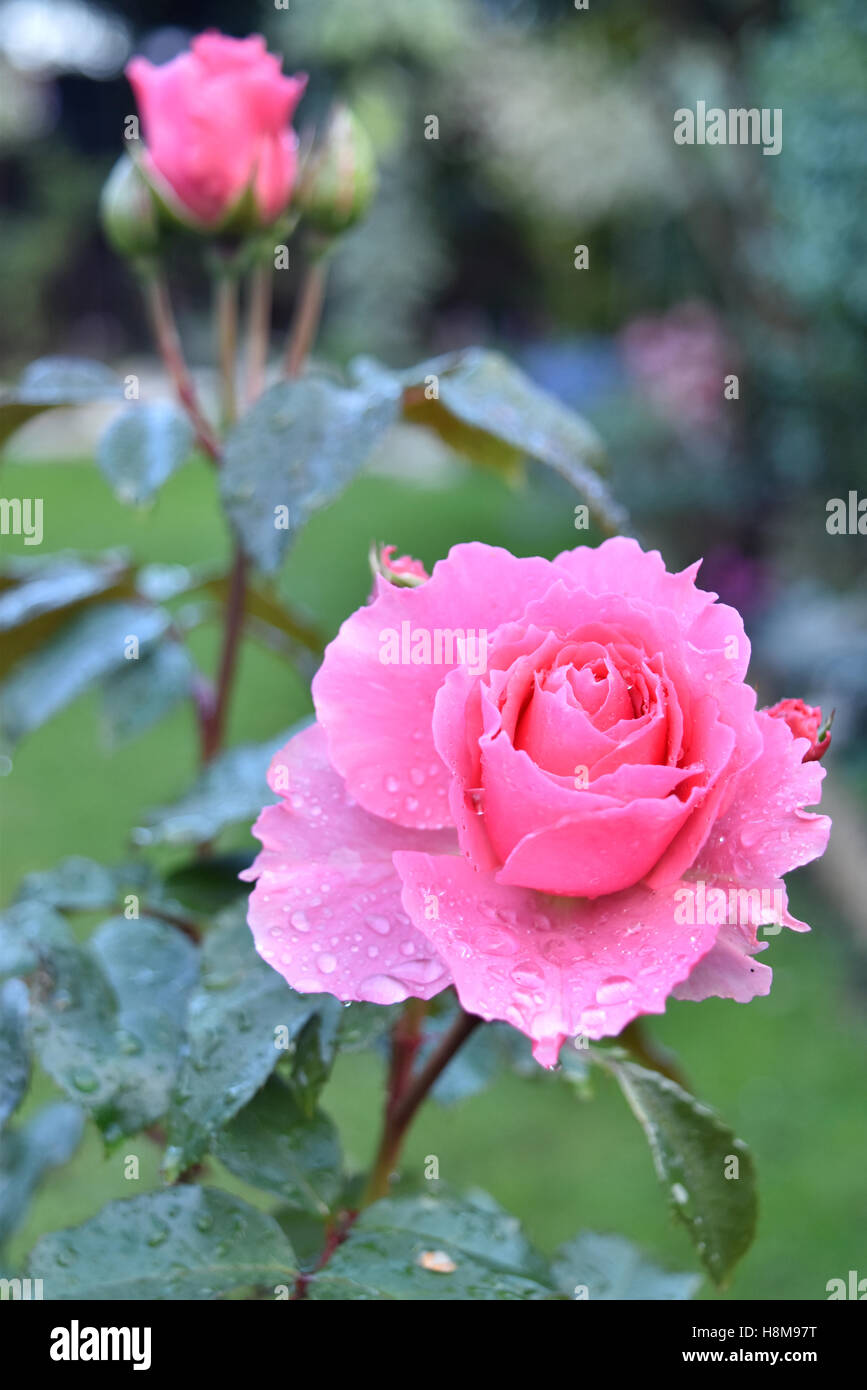 Beautiful blooming pink rose hi-res stock photography and images - Alamy