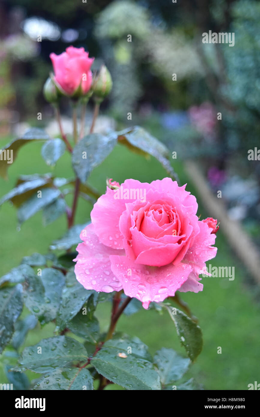 Rose flower beautiful nature hi-res stock photography and images - Alamy