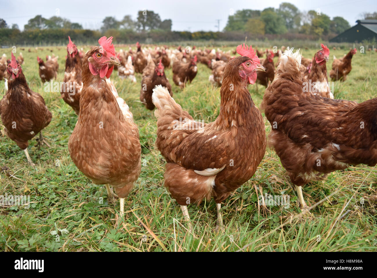 Free range poultry farm - free range hen farm Stock Photo - Alamy