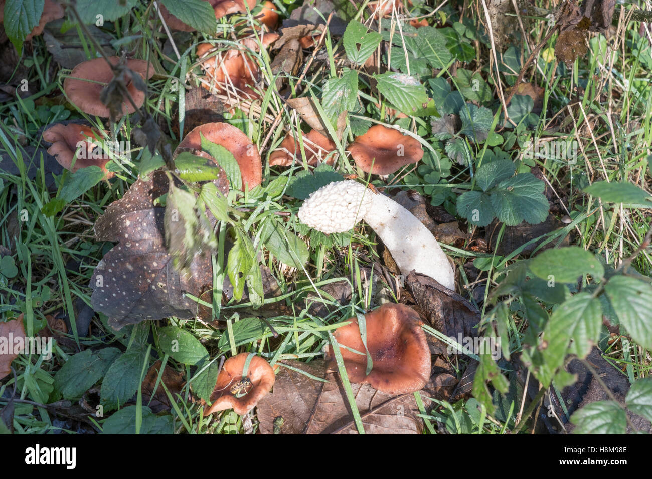 Insects and Fungi Stock Photo - Alamy