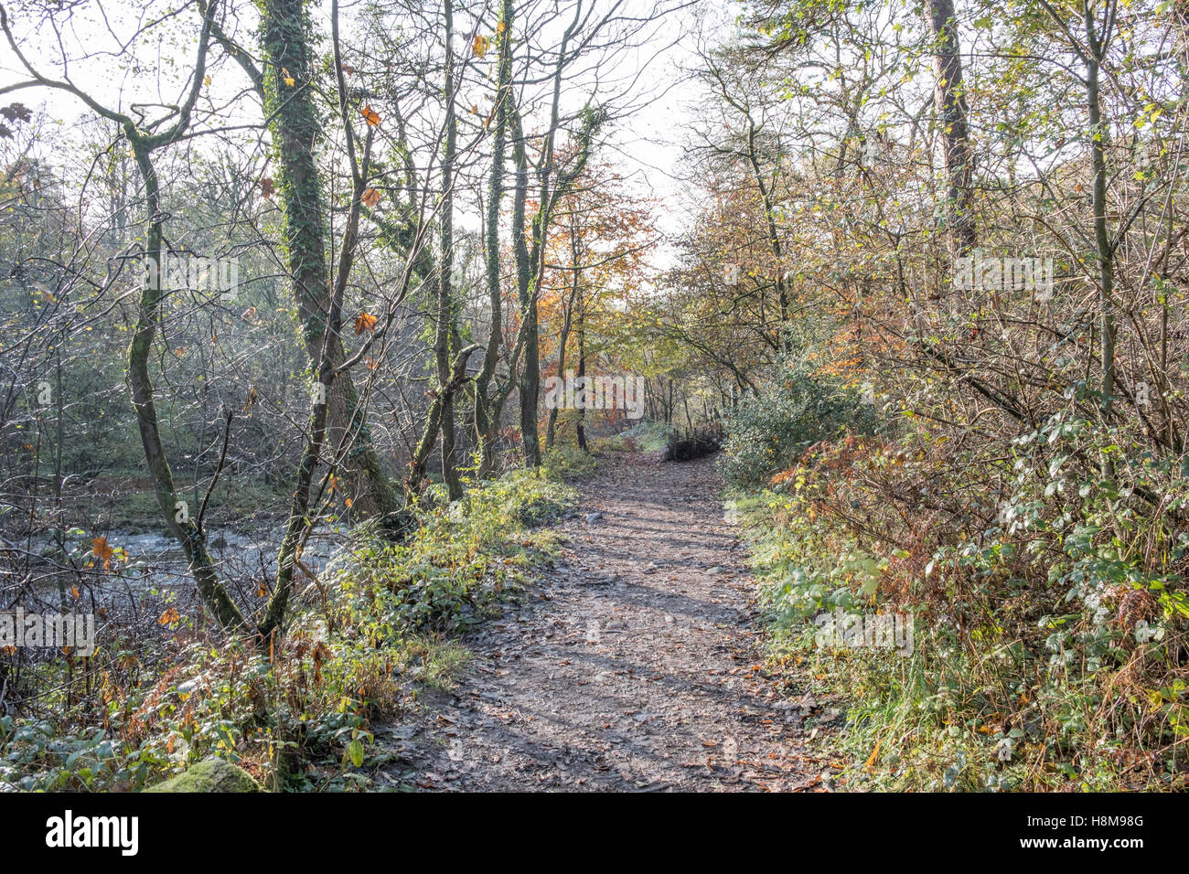 Woodland walkways hi-res stock photography and images - Alamy