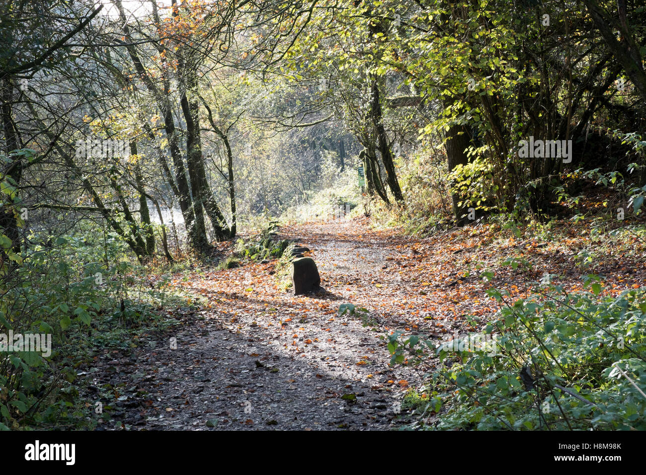 Brock Bottom Woodland path Stock Photo - Alamy