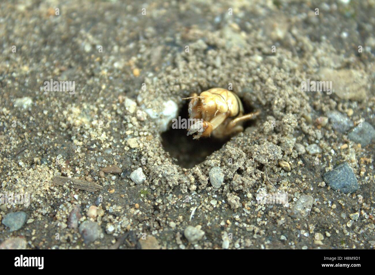 Cicada nymph hi-res stock photography and images - Alamy