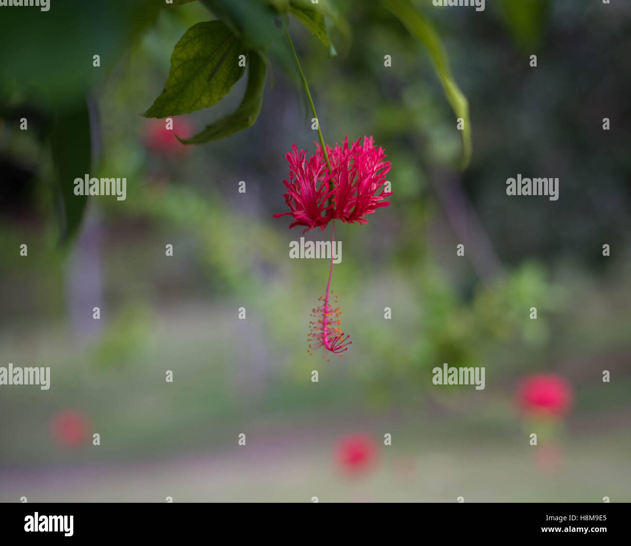 Flower puerto rico hi-res stock photography and images - Alamy