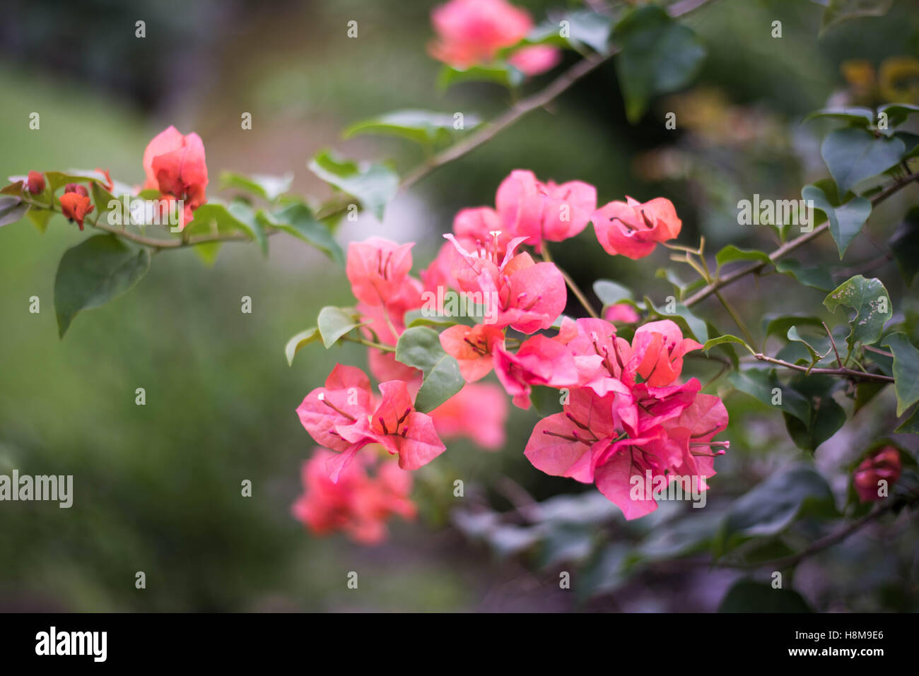 close up shot of pink pedals Stock Photo - Alamy