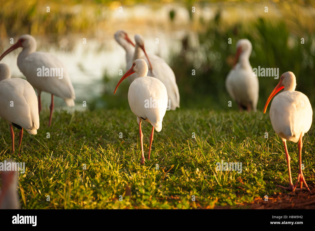 Flock of American white ibis at sunset along the shoreline of Lake ...