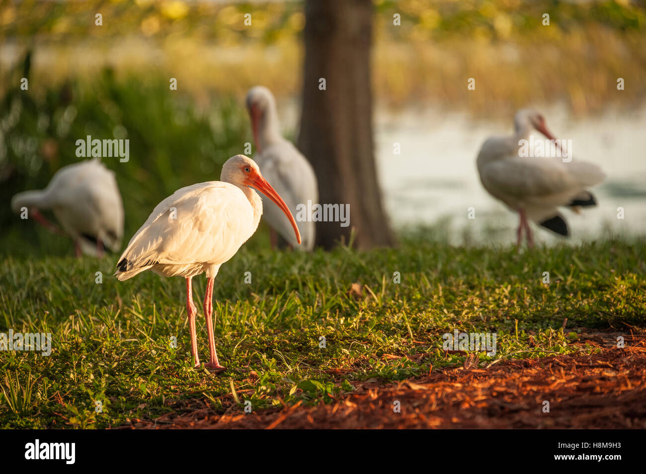 Flock of American white ibis along the shoreline of Lake Harris in ...