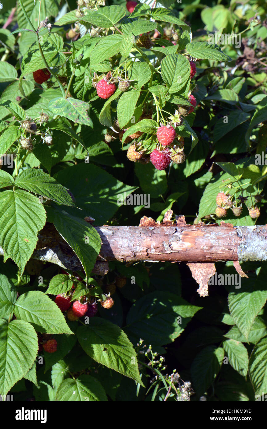 Ripe red raspberry in garden near wooden fence Stock Photo - Alamy