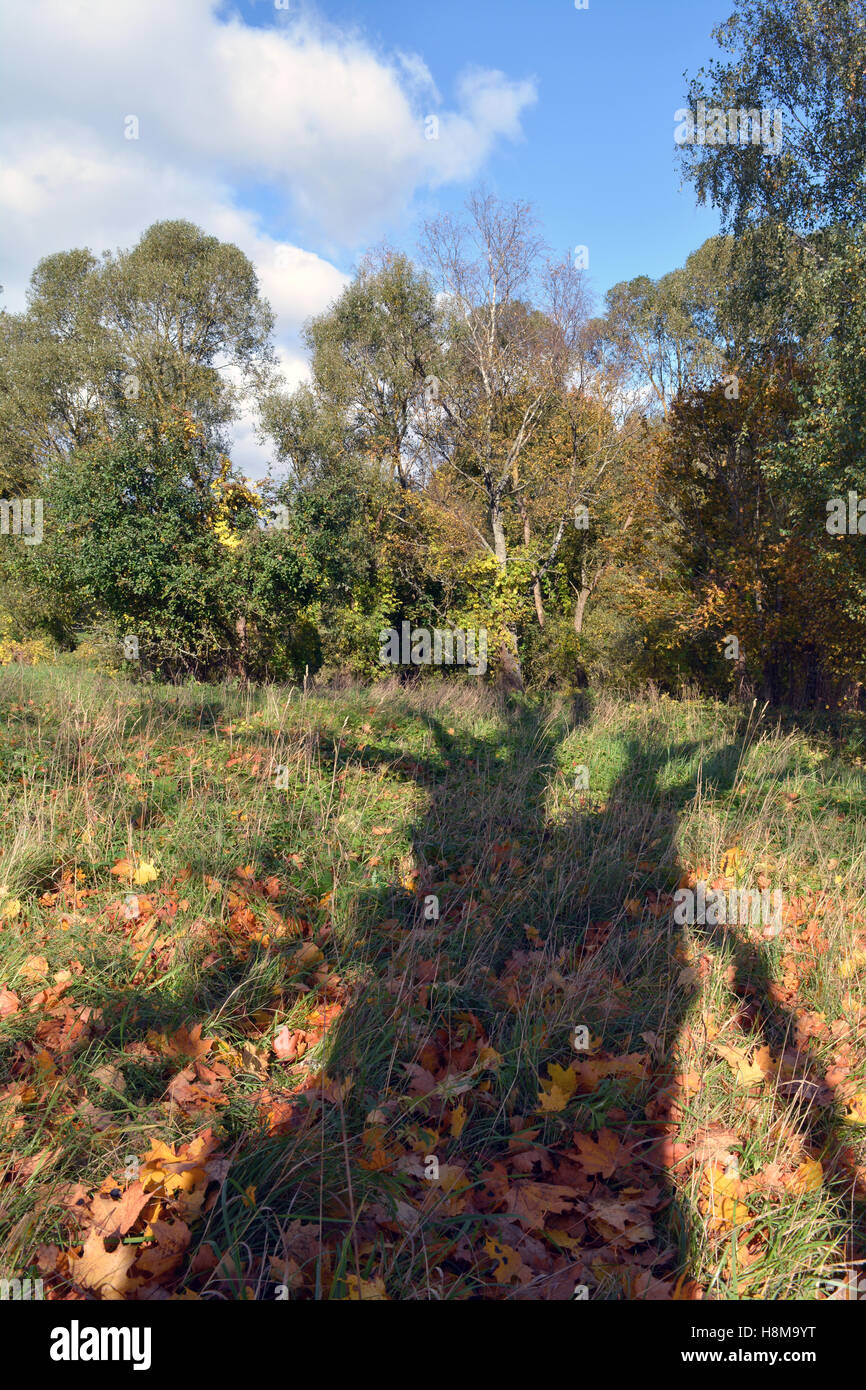 Beautiful autumn landscape with tree shadow on meadow Stock Photo - Alamy