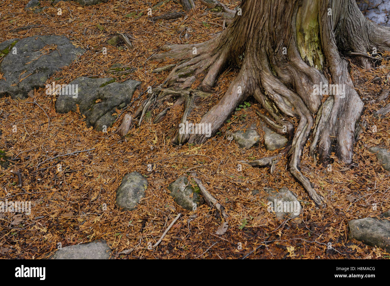 Forest Floor With Tree Roots High Resolution Stock Photography and ...