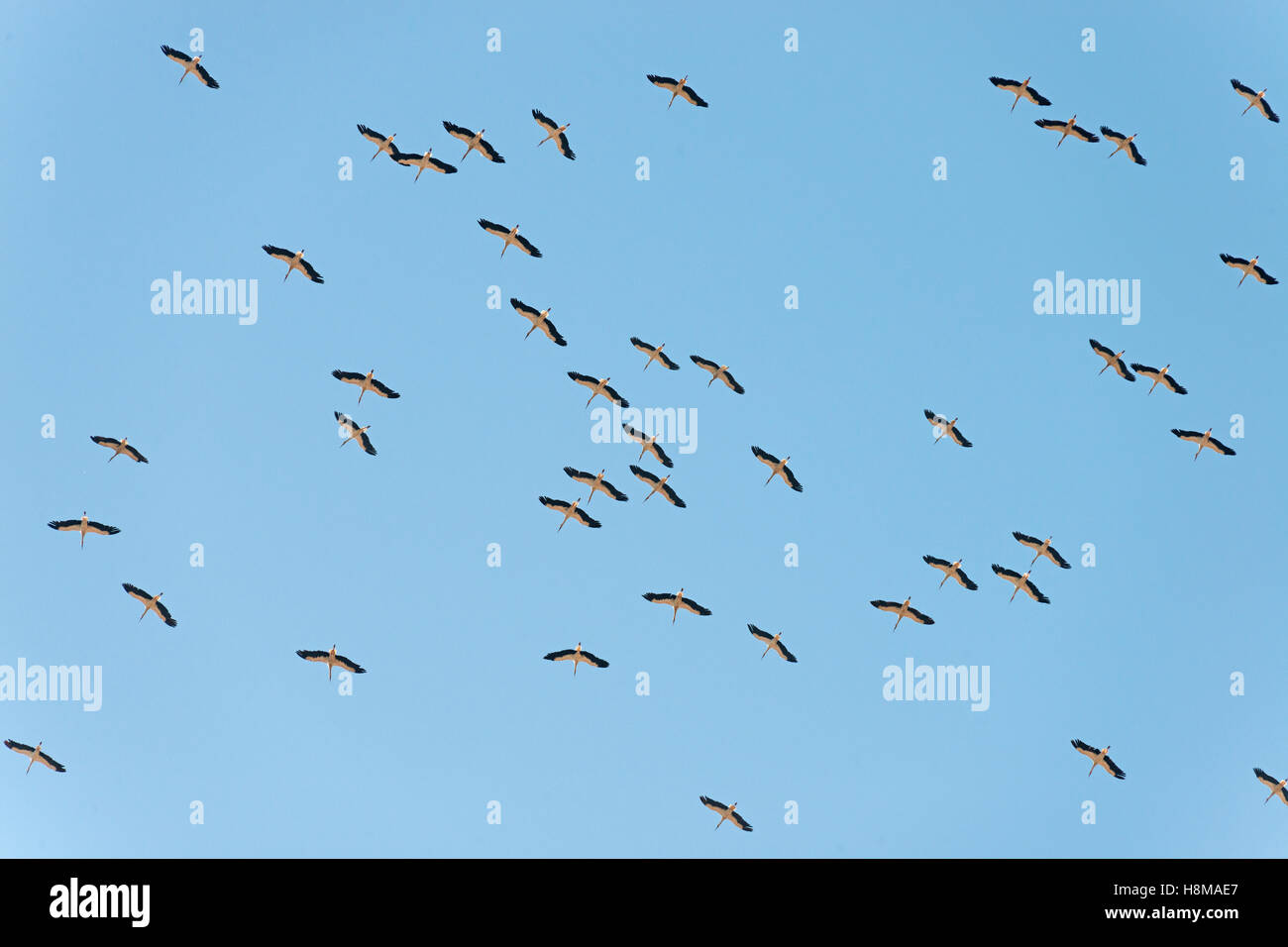 White Stork In Silves Portugal Stock Photos & White Stork In Silves ...