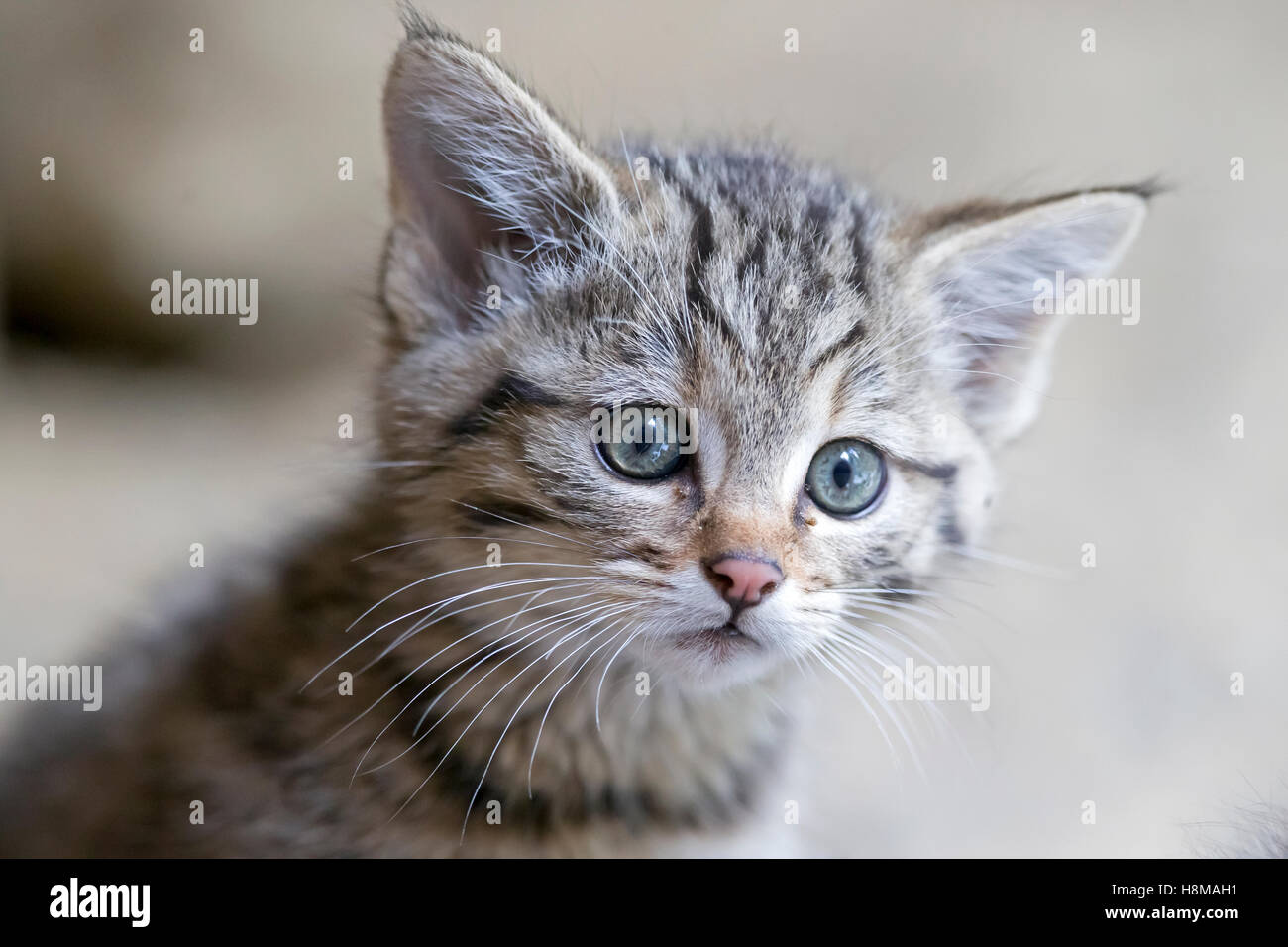 Young wildcat (Felis silvestris), captive, Germany Stock Photo - Alamy