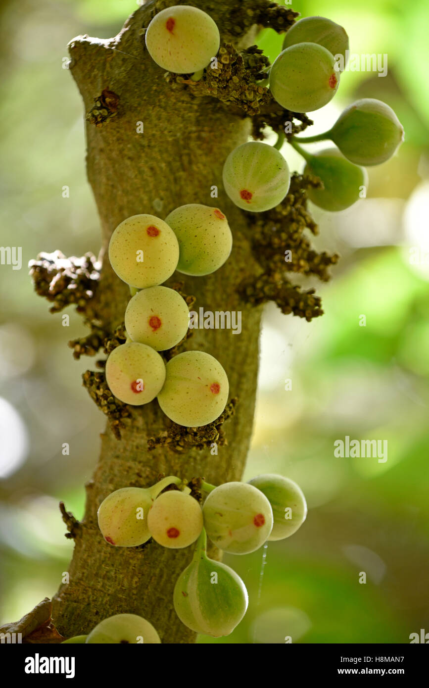 Polynesian clown Figs (Ficus aspera), Jardín de Aclimatión de La ...