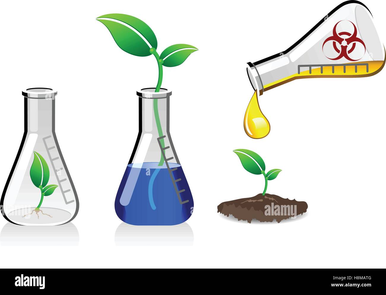 Plants being grown in glass beakers, genetically modified organism in ...