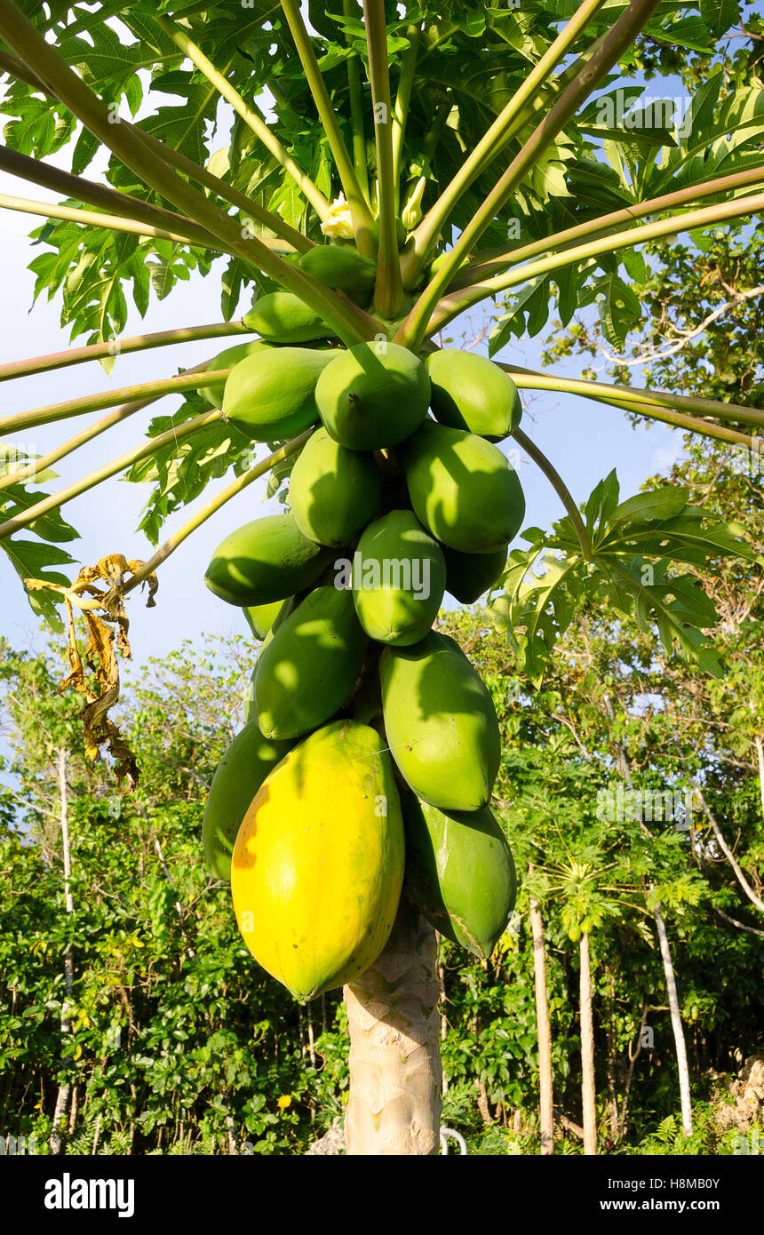 Pawpaw tree, Anaike, Niue, South Pacific, Oceania Stock Photo - Alamy