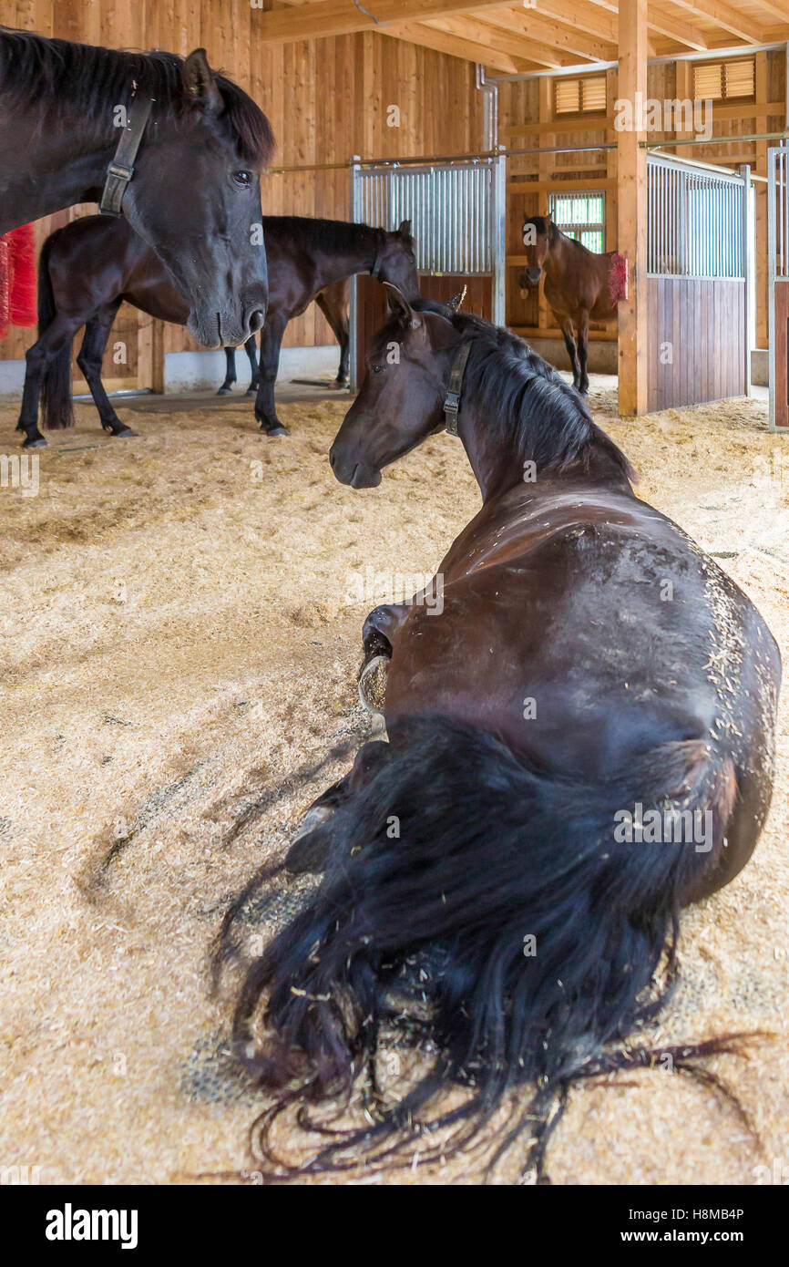 Pure Spanish Horse, Andalusian. Herd resting in an open stable. Germany ...