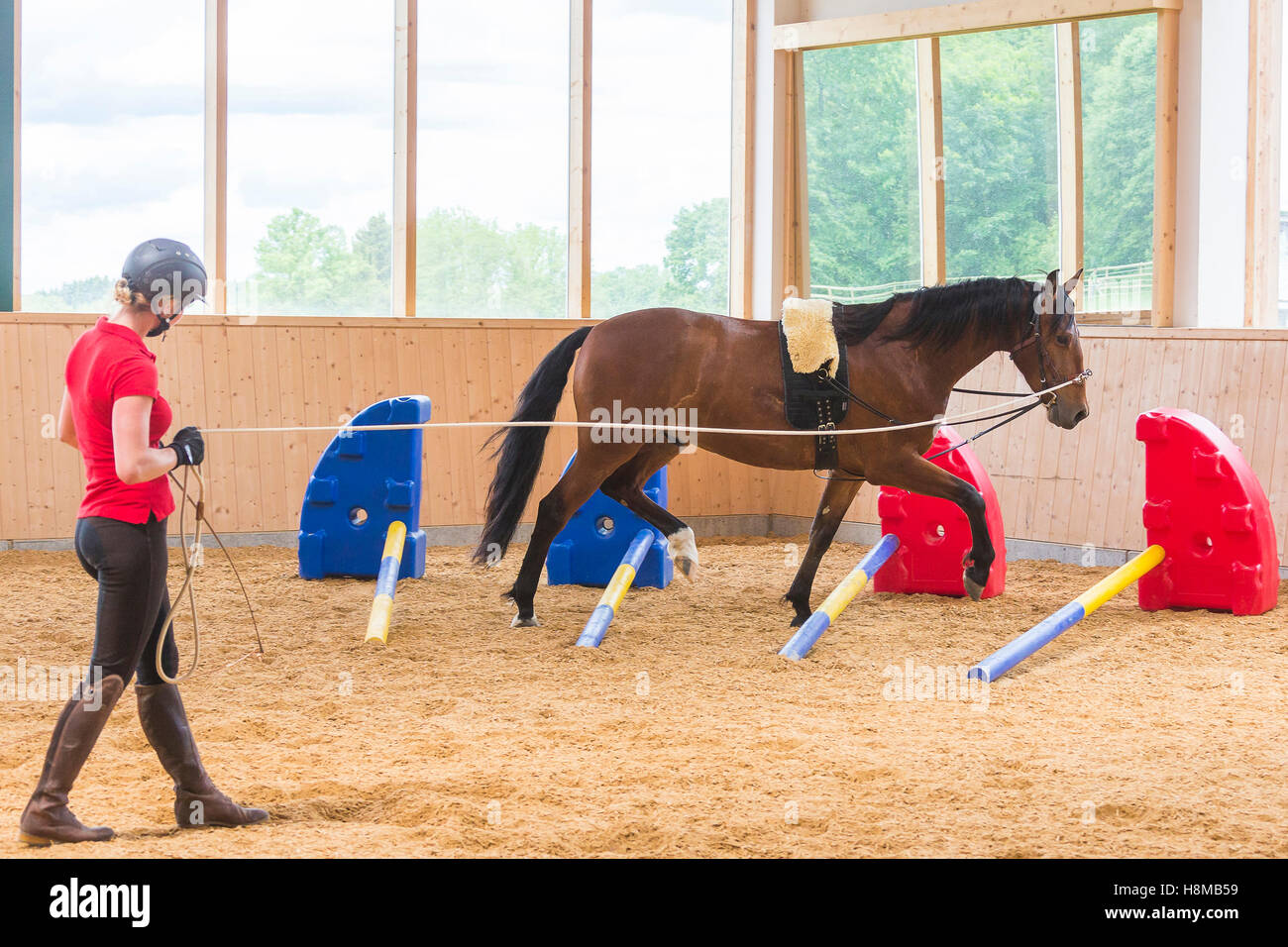Pure Spanish Horse, Andalusian. Young stallion walking over ground ...