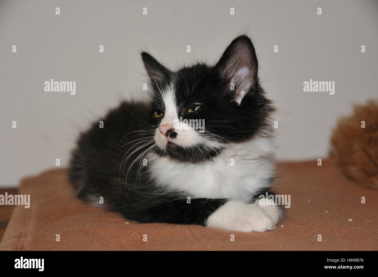 Domestic Cat. 8 weeks old tomcat kitten lying tired on a couch. Germany ...