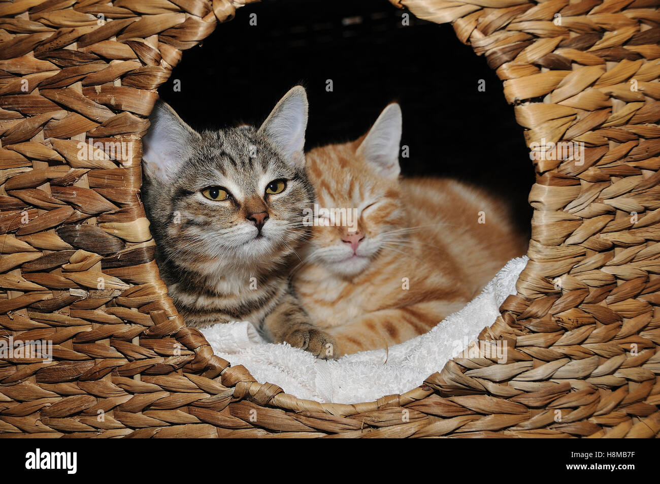 Two cat smooching hi-res stock photography and images - Alamy