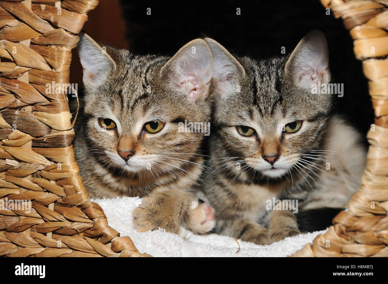 Domestic Cat. Two 12 weeks old kittens in a cat basket. Germany Stock ...