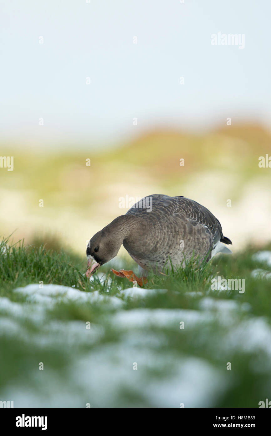 White fronted goose pictures hi-res stock photography and images - Alamy
