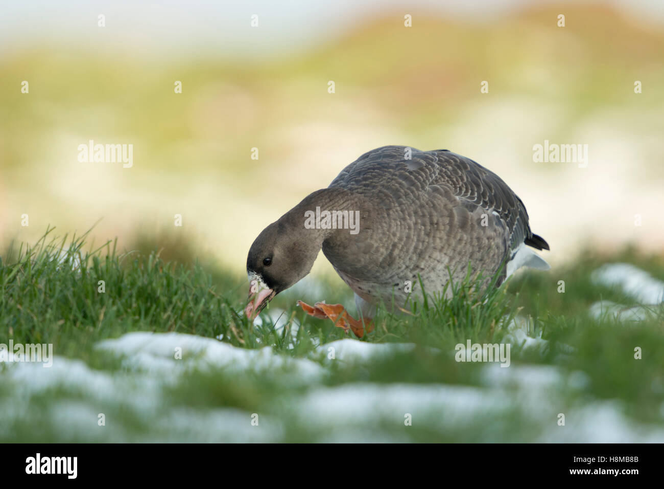 White-fronted Goose / Blaessgans ( Anser albifrons ), arctic winter ...
