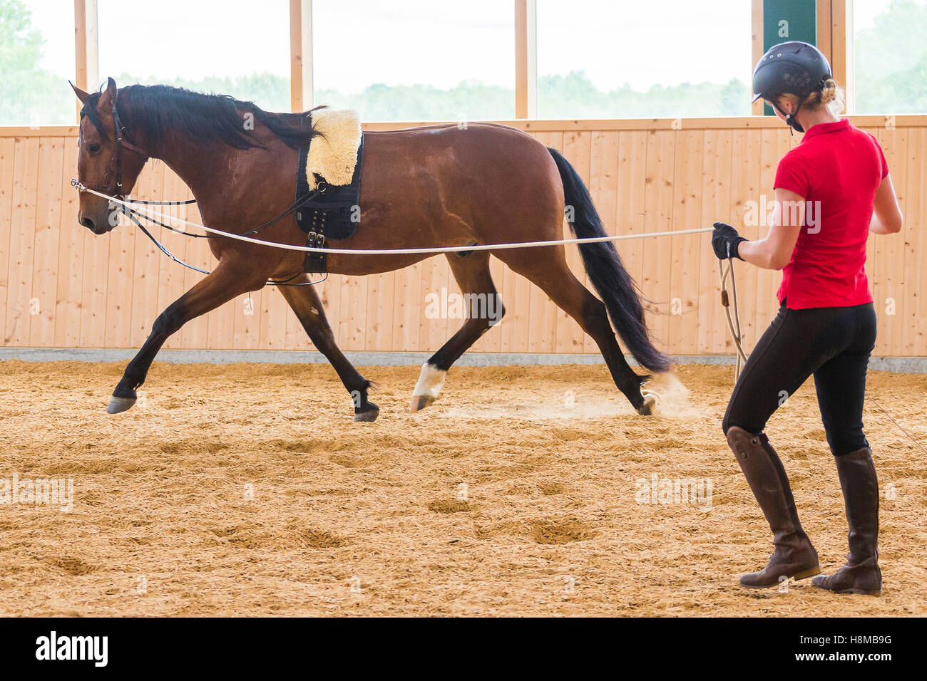 Pure Spanish Horse, Andalusian. Ulrike Stockelmann longing a bay ...