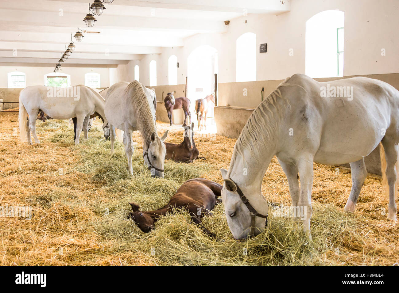 National stud in kladruby nad labem hi-res stock photography and images ...