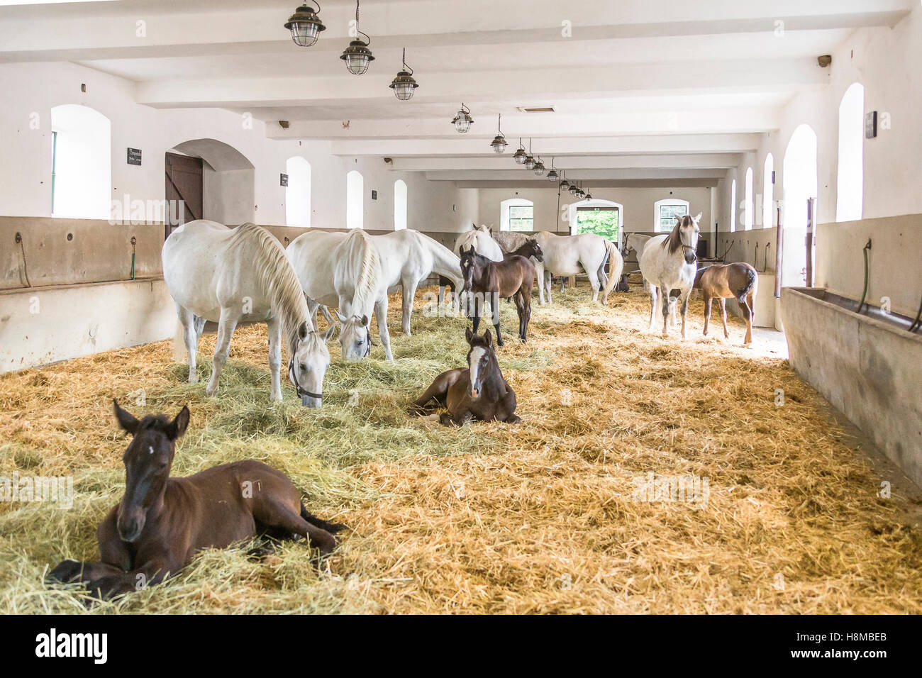 National stud in kladruby nad labem hi-res stock photography and images ...