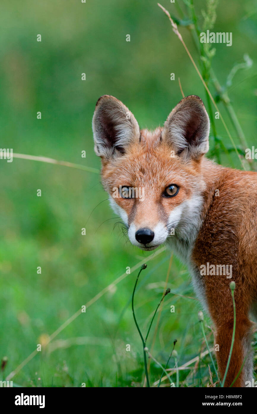 Red Fox (Vulpes vulpes). Portrait of vixen (female) in grass. Germany ...