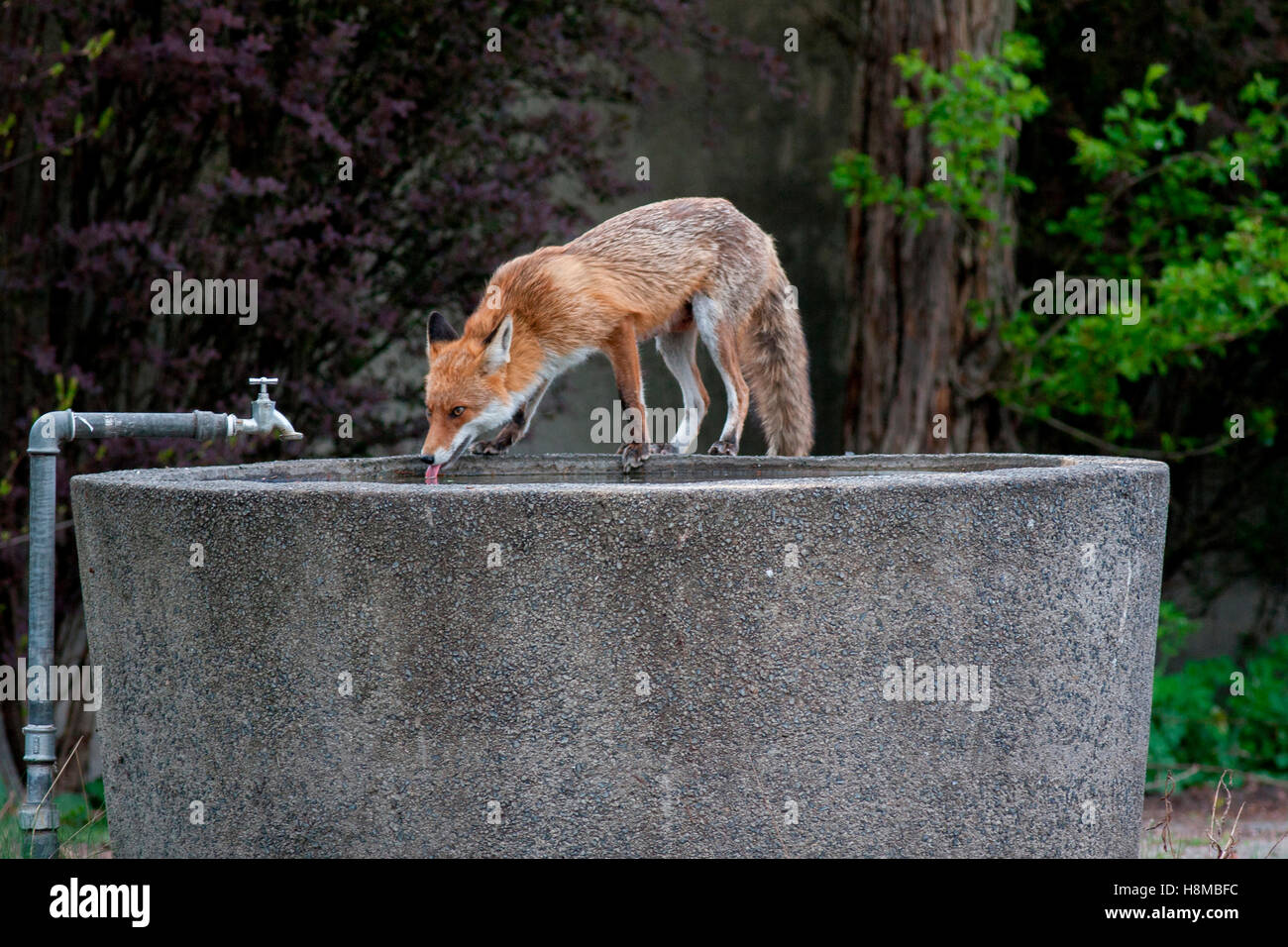 Red fox drinking from water hi-res stock photography and images - Alamy