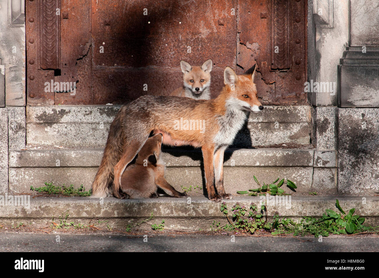 Red Fox (Vulpes vulpes). Mother nursing kits on a staircase. Germany ...
