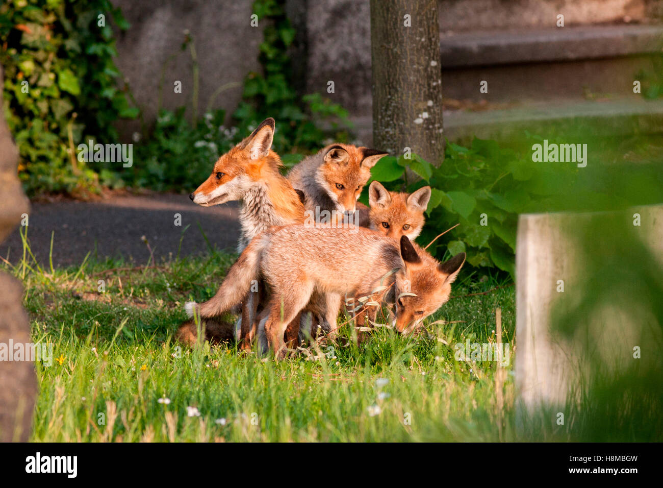 Red Fox (Vulpes vulpes). Mother with with kits (3 weeks old) playing on ...