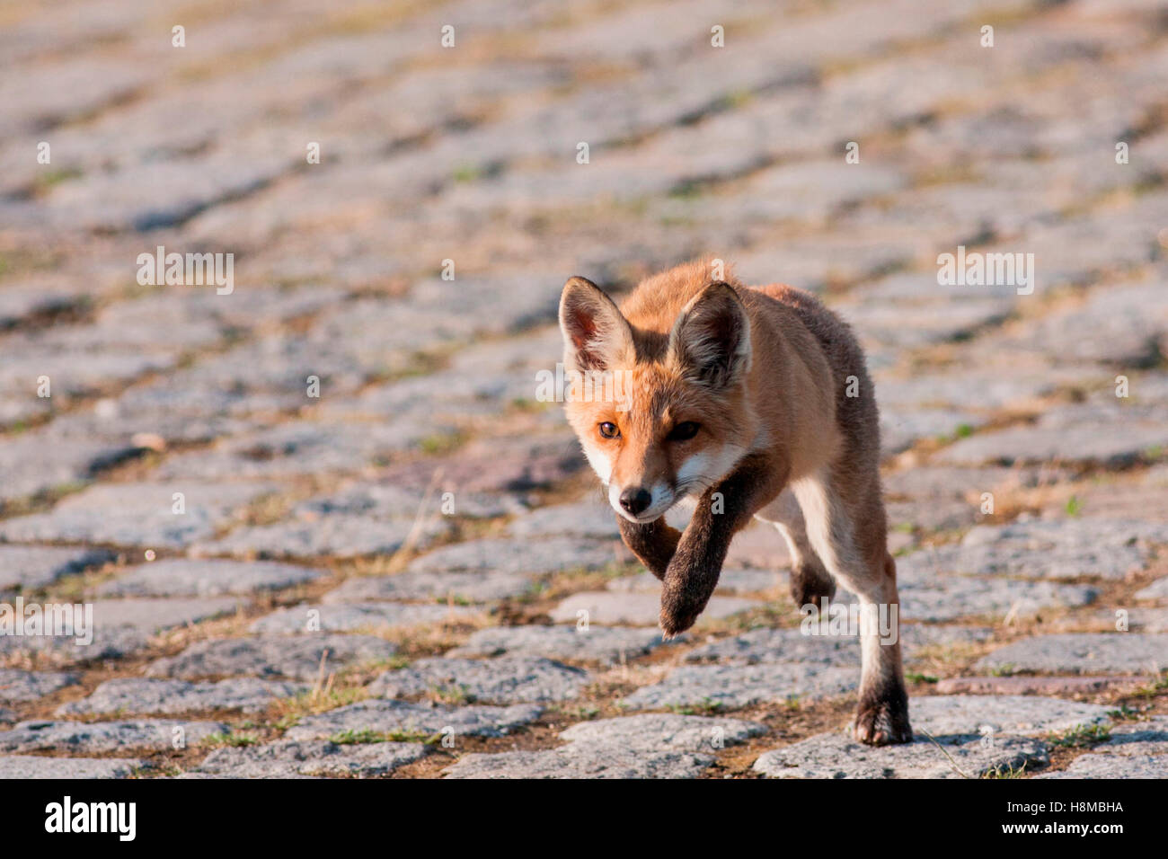 Hunting germany fox hi-res stock photography and images - Alamy